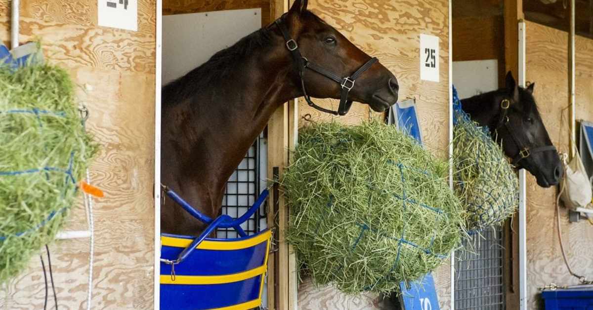 Listen Up: Select Sounds May Settle Stalled Horses - Paulick Report ...