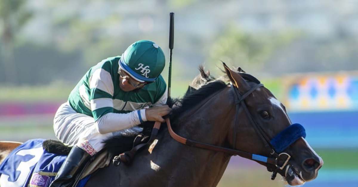 Grade 1 Winner, California Stallion Cistron Dies Of Colic At Age 10 ...