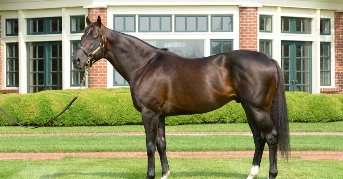 Twirling Candy Filly Tops Second OBS June Sale Session - Paulick Report ...