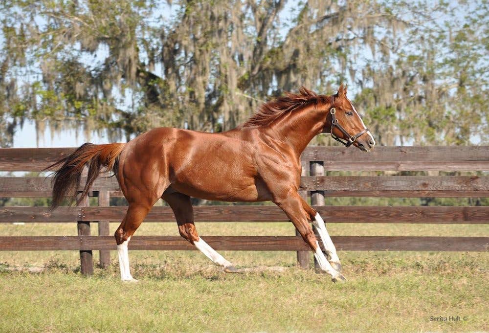 Meet The 2023-24 All-Value Sire Team: Bucchero - Paulick Report ...