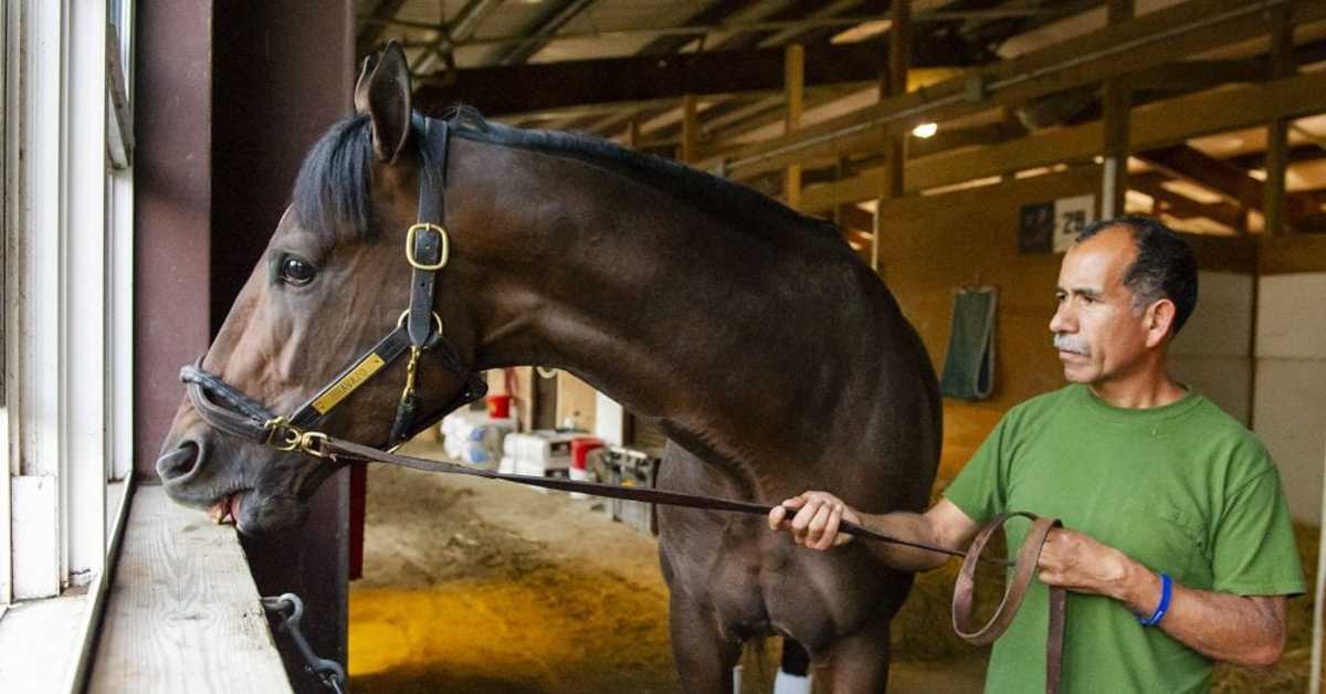 Cribbing Doesn't Just Change Your Fenceline -- It May Change Horses ...