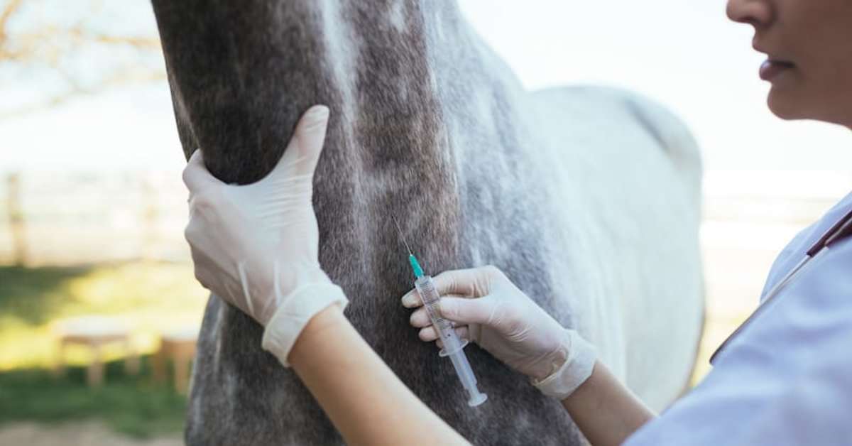 Doubling Up On Bute Doesn't Increase Pain Relief, Can Be Dangerous ...