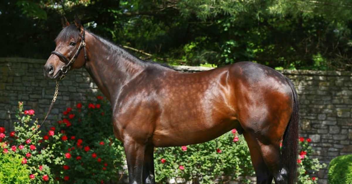 Uncle Mo Colt Tops OBS June Sale Finale - Paulick Report | Latest news ...