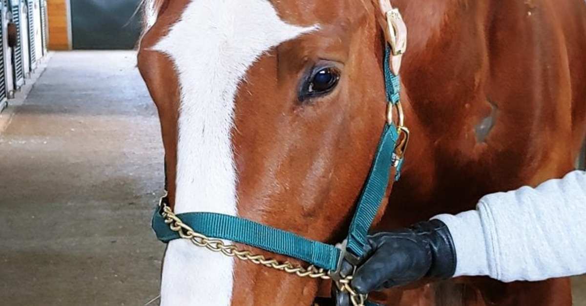 Lameness Locator Turned One Veterinarian From Skeptic To Believer ...