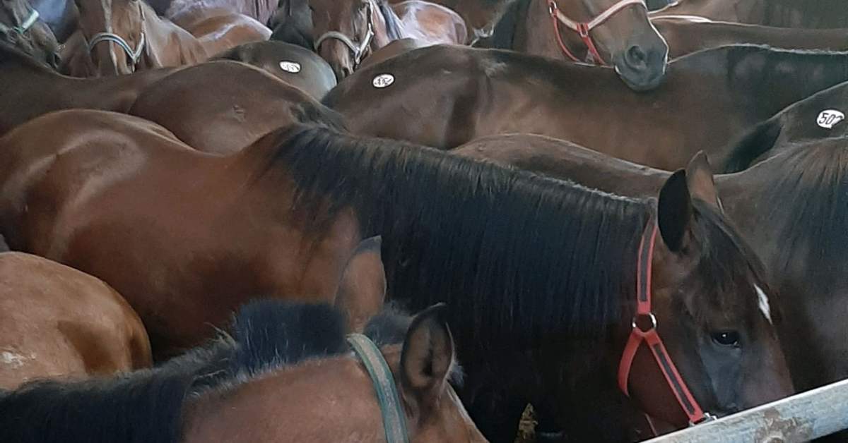 When Rescue Isn't Rescue: The Problem With Saving Horses From Kill Pens ...