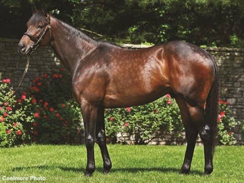 Uncle Mo Filly, Cajun Breeze Colt Fastest At OBS March Under Tack Day ...