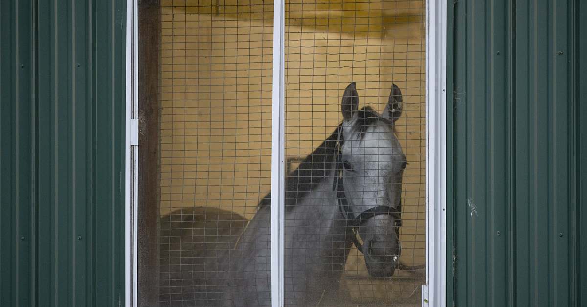 Surviving Stall Rest -- For Horse And Rider - Paulick Report | Latest ...