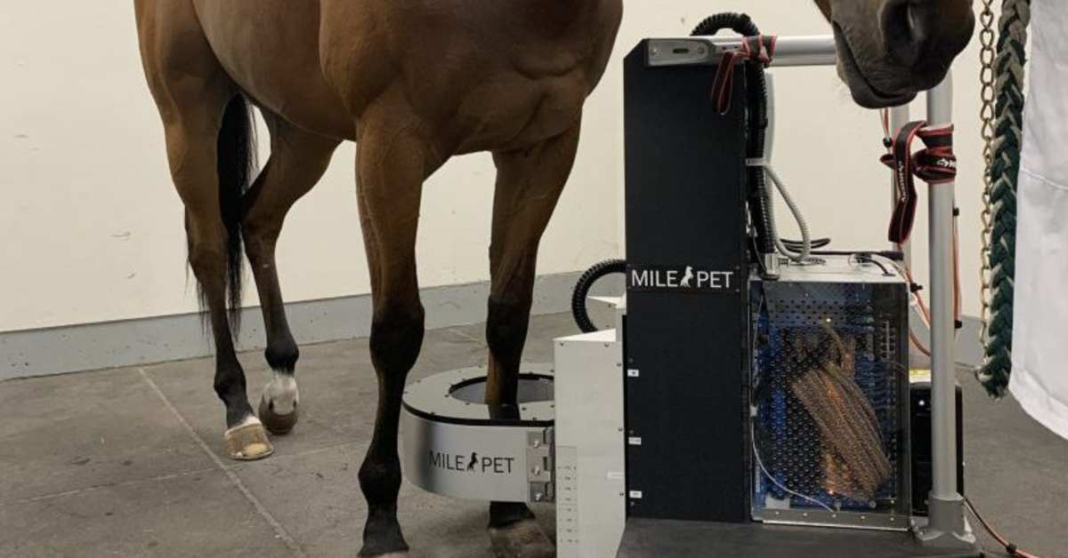 10 Years Of PET Scans: An Interview With Dr. Mathieu Spriet - Paulick ...