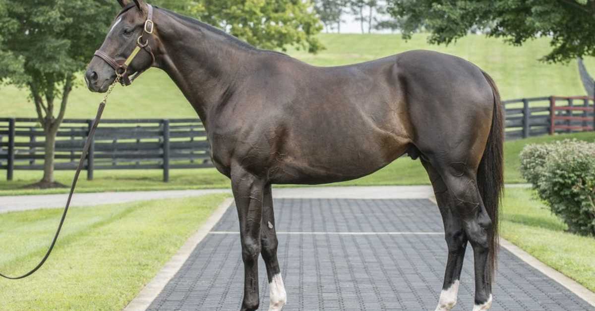 Not This Time Tops Taylor Made Stallions 2025 Roster At $175,000 ...