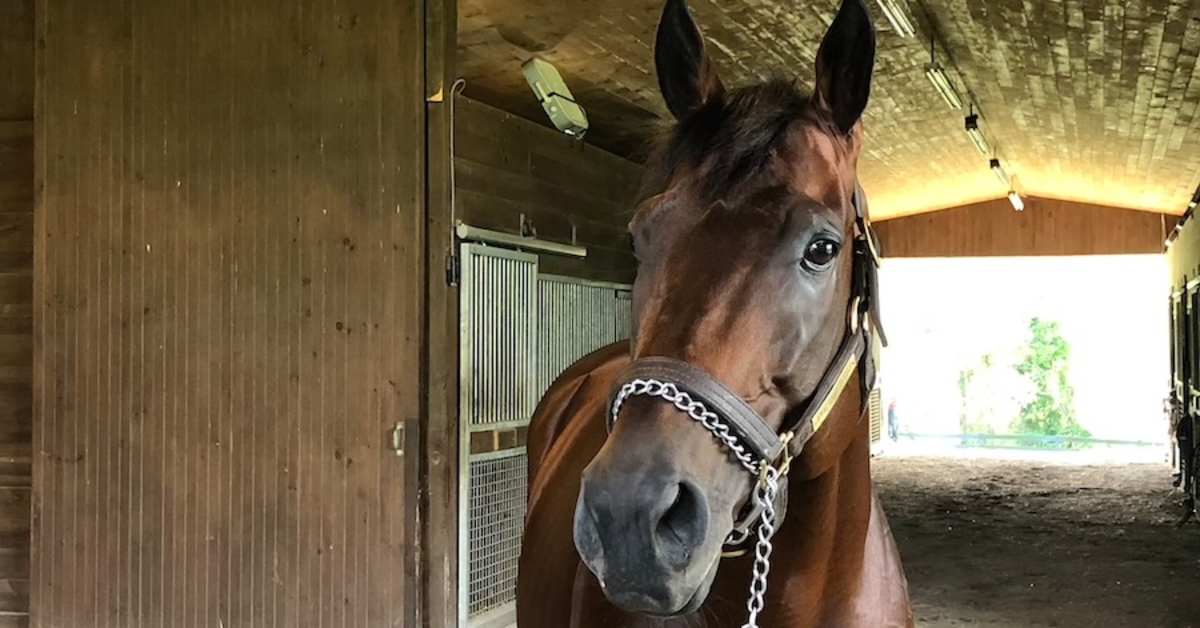 Trio Of New York Sires Tally First Winners - Paulick Report | Latest ...