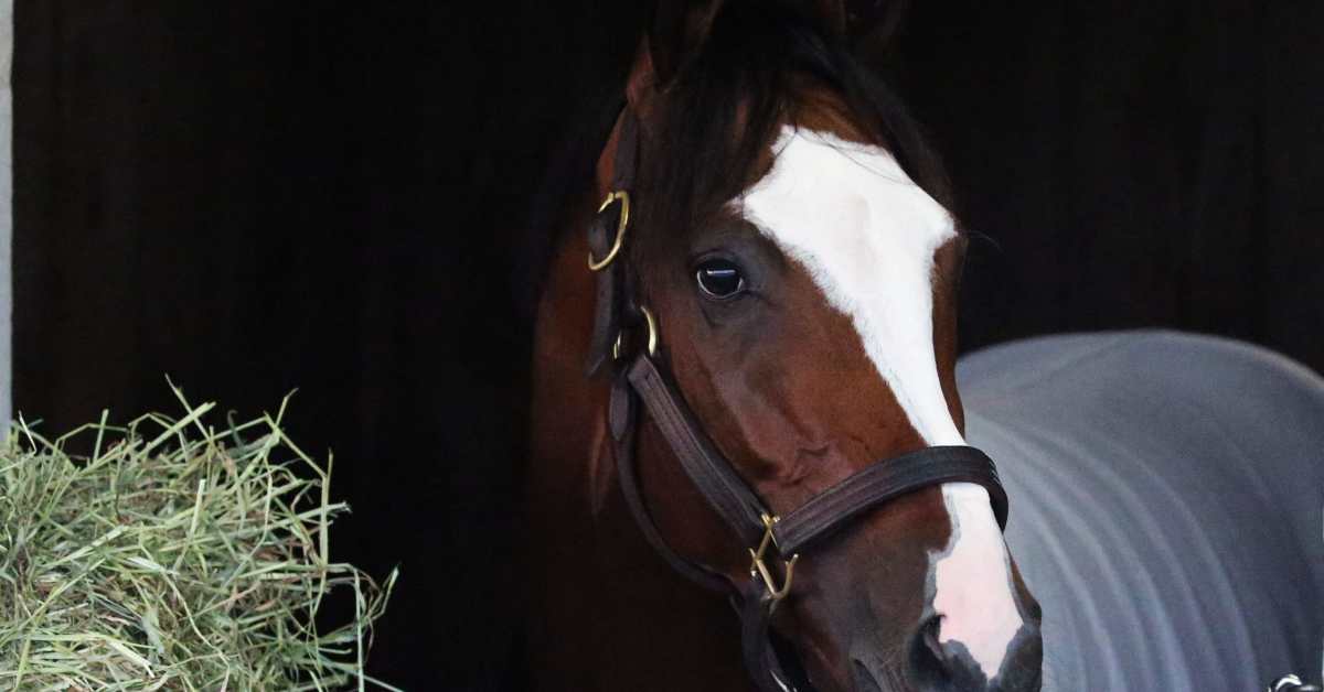 Tiz the Law Filly Fastest At Third OBS Spring Under Tack Session ...