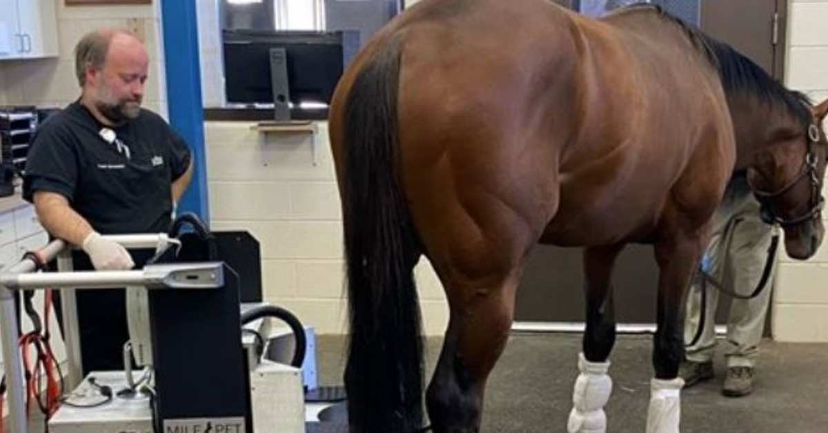 PET Technology Now Available At Rood & Riddle Equine Hospital In ...