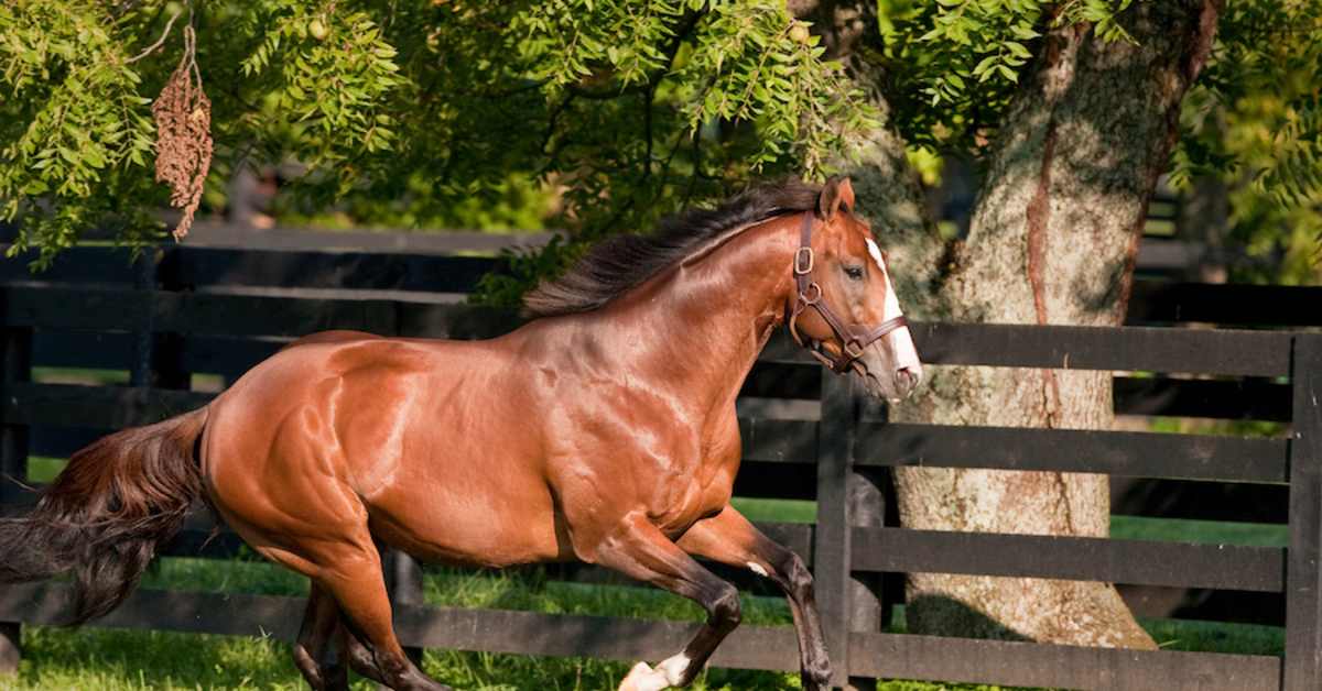 Bloodlines Presented By Walmac Farm: Into Mischief's Versatility On ...