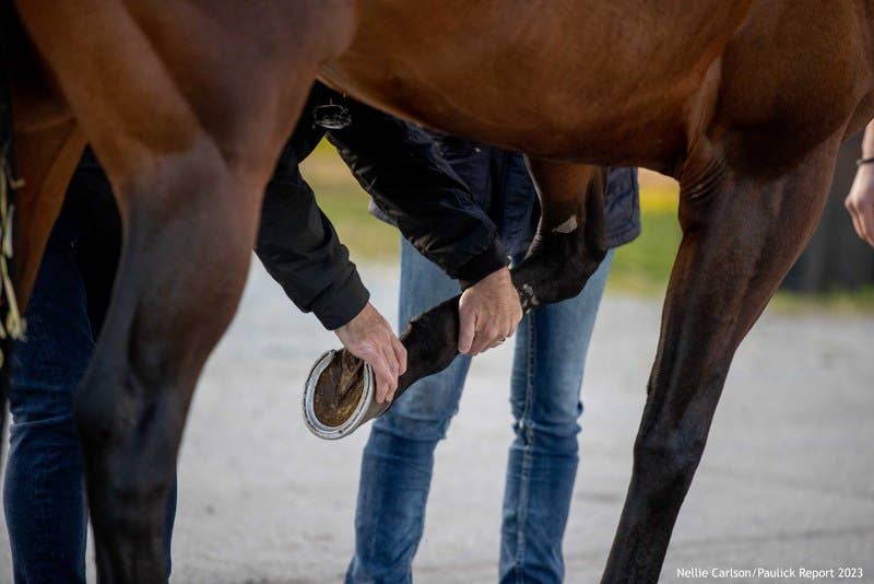 Thoroughbred Fundamentals: Managing Ankle Injuries Acquired On The ...