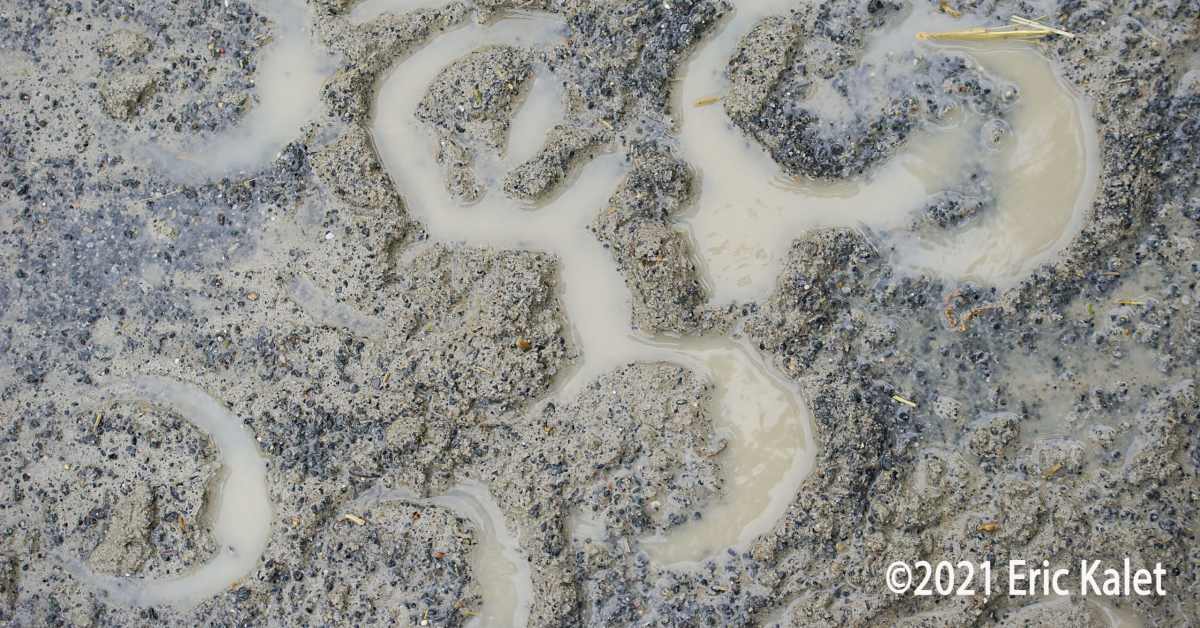 Incoming Storm Forces Santa Anita Park Cancellations On Wednesday ...