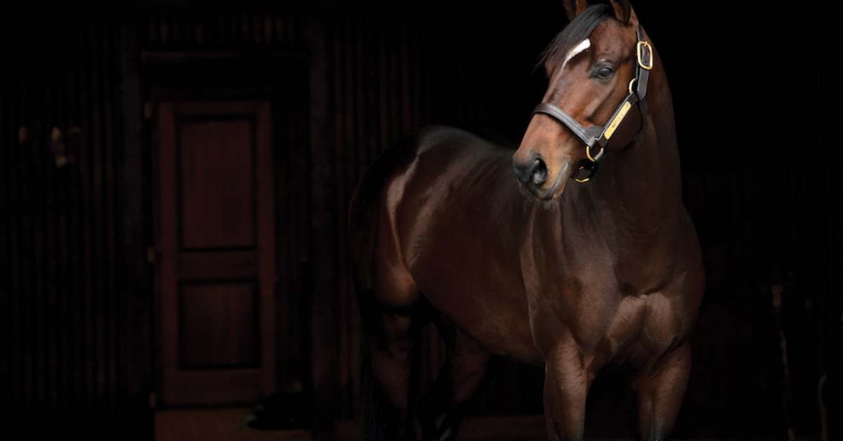 When Does A Successful Freshman Sire Campaign Begin? - Paulick Report ...