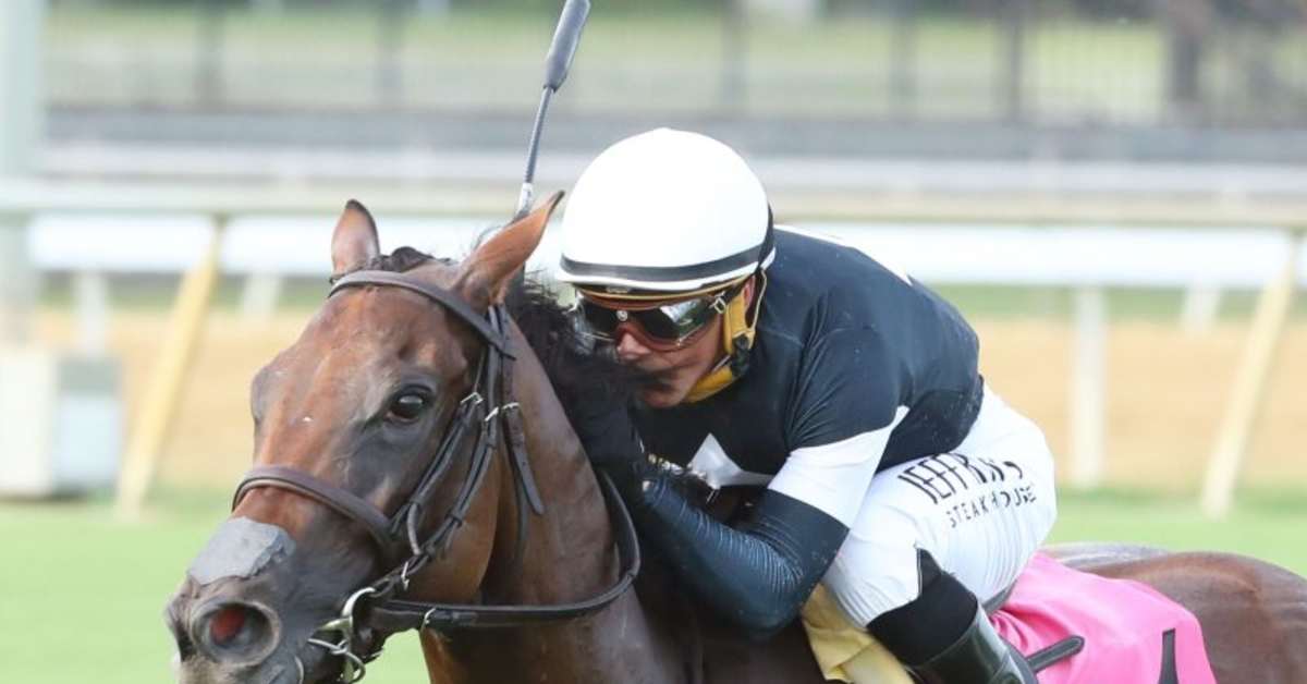 Canadian HOY Fev Rover Set For Season Bow At Saratoga - Paulick Report ...