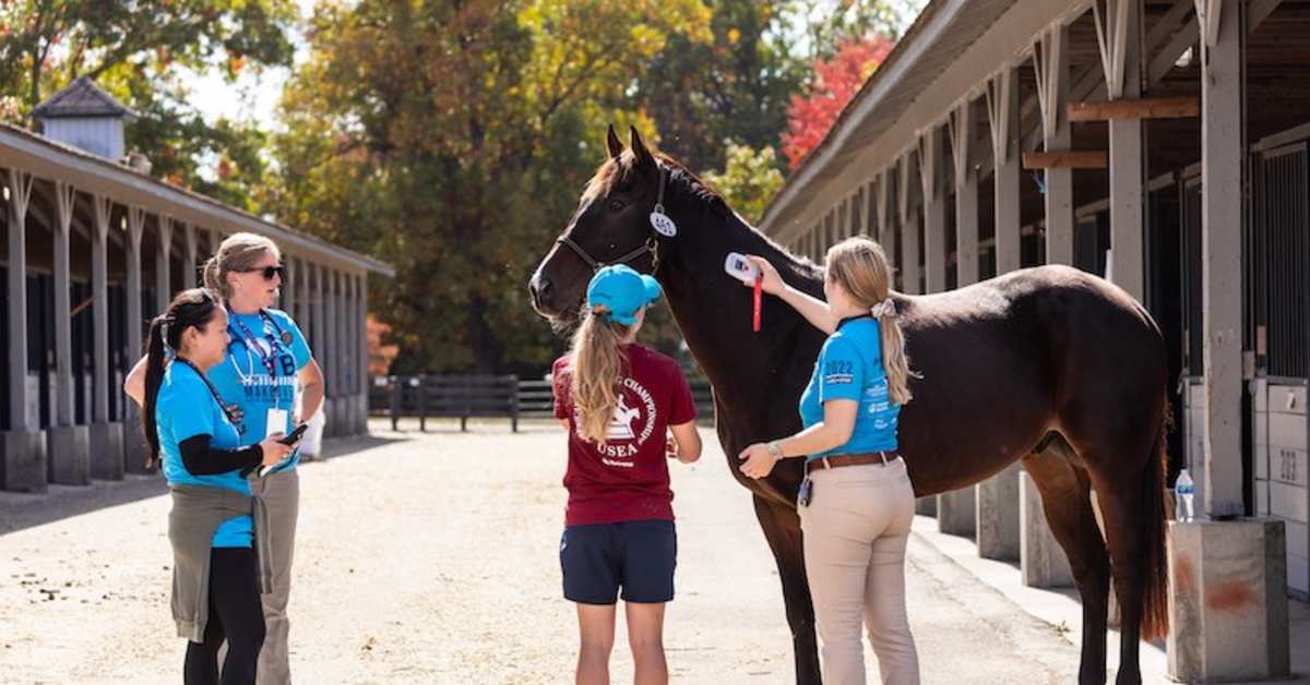 Veterinary Best Practices For Sport Horse Medicine Outlined In New White Paper - Paulick Report ...
