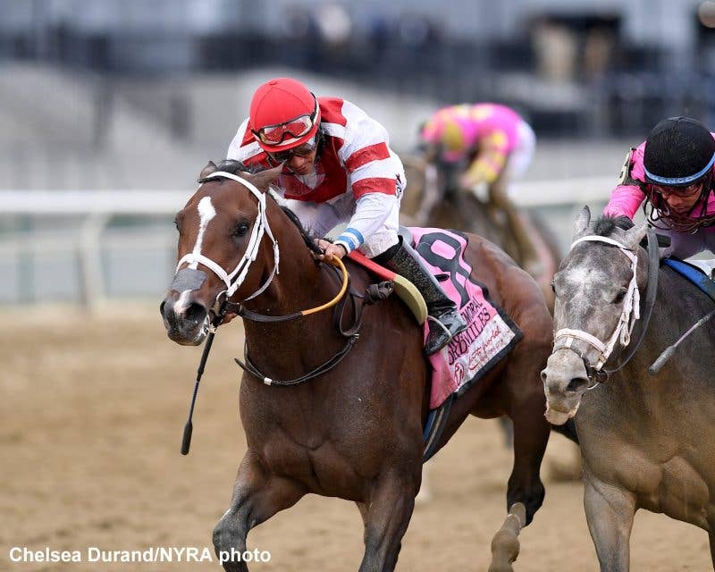 Lord Miles Seeks Return To Form In Gulfstream's Wildcat Red - Paulick ...