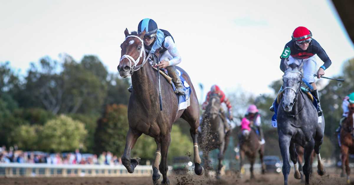 Grade 1 Winner Candied Swerves Acorn, Will Try To Get Back On Track In ...