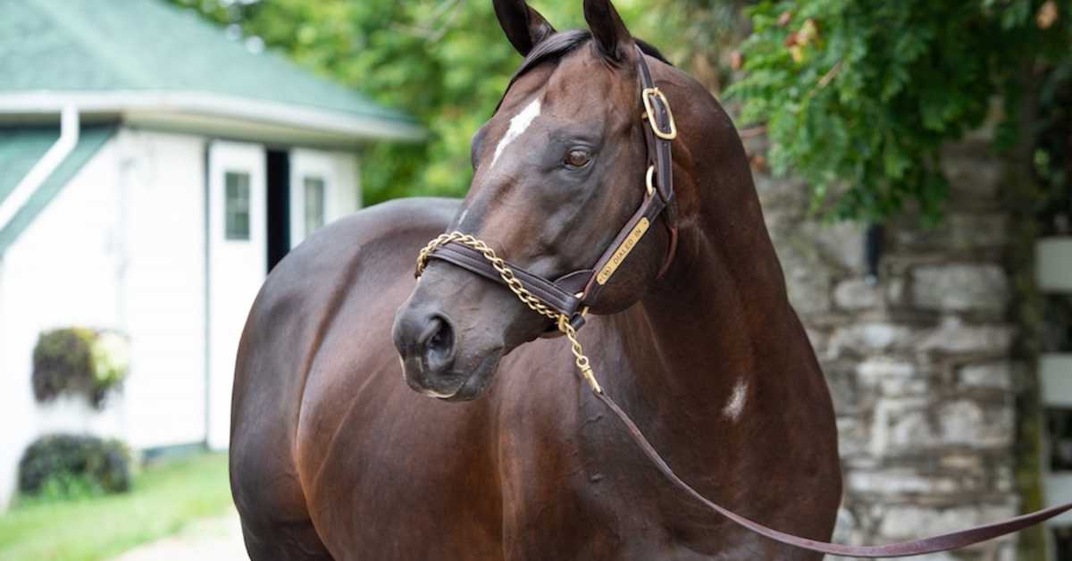 The 2023-24 All-Value Sire Team Presented By Pedigrees 360: Team ...