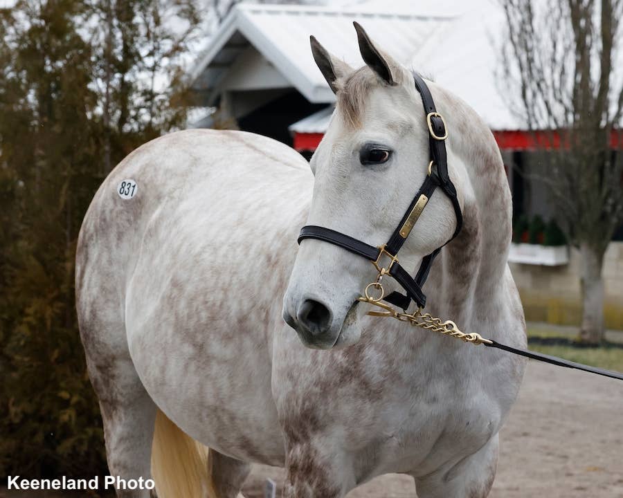 $700,000 Broodmare Sebago Lake Leads Tuesday at Keeneland January ...