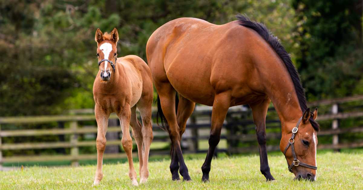 The Jockey Club Provides 2026 List Of Mare Incentive Program Mares ...