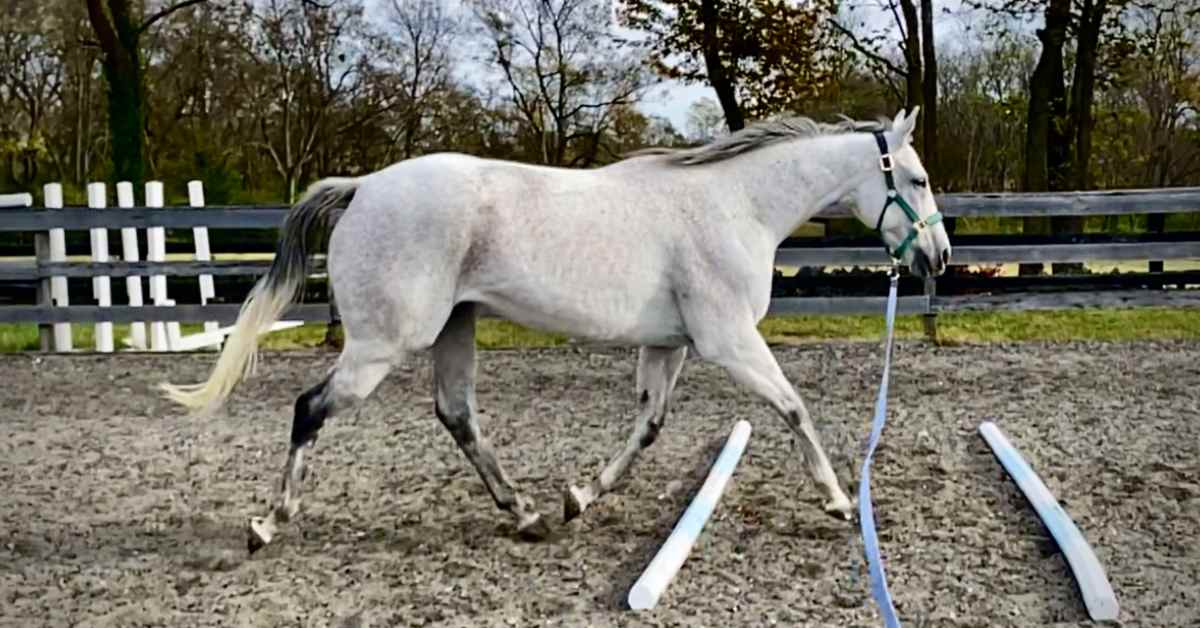 OTTB Training Toolkit Presented By Doc Lane's Veterinary Pharmacy: Glorious Ground Poles ...