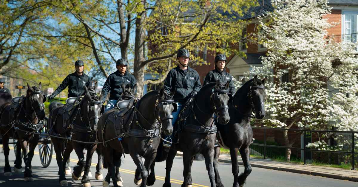 Army Caisson Embraces 'Horse-First Philosophy' In Preparation To Resume ...