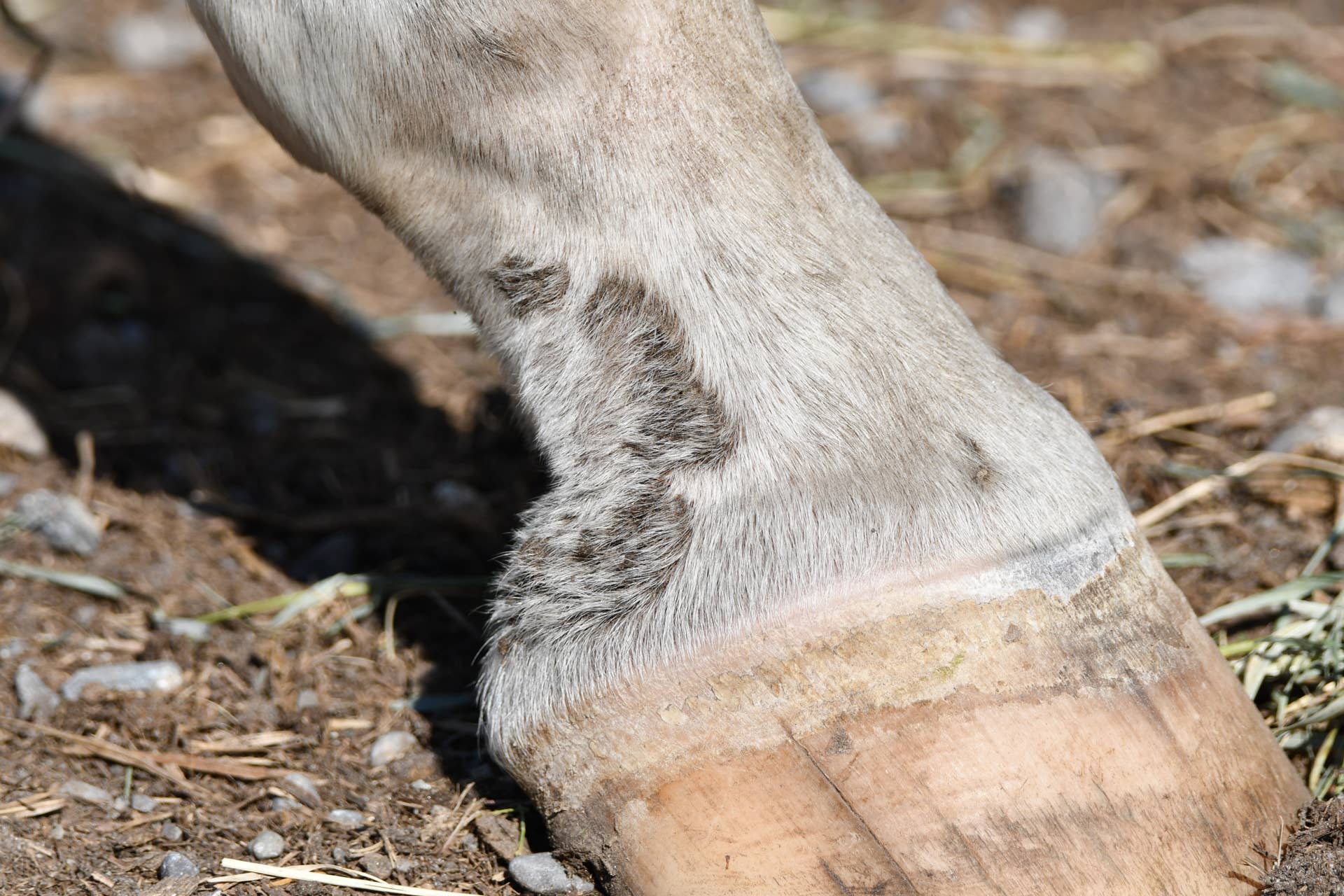 Ask Your Veterinarian: Spring Is Time For Skin Disease In Horses ...