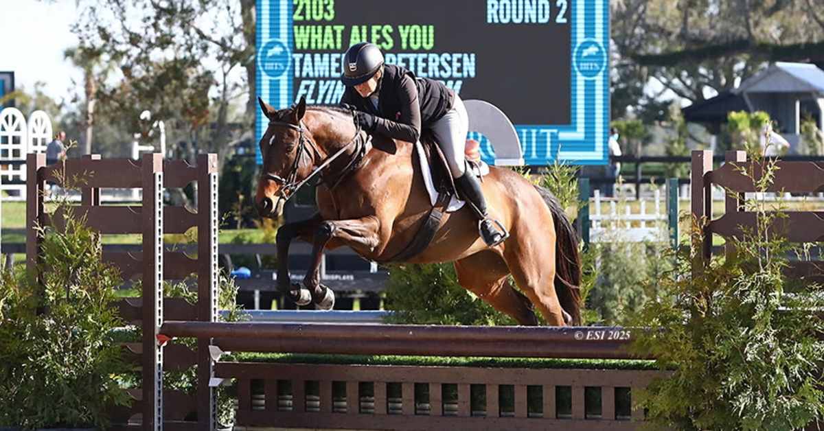TAKE2: Unplaced As A Racemare, 'What Ales You' Finds Her Calling In Hunter Ring - Paulick Report ...