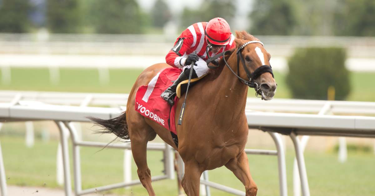 With 'Patches' Out, Old Chestnut Pours It On In Jacques Cartier ...