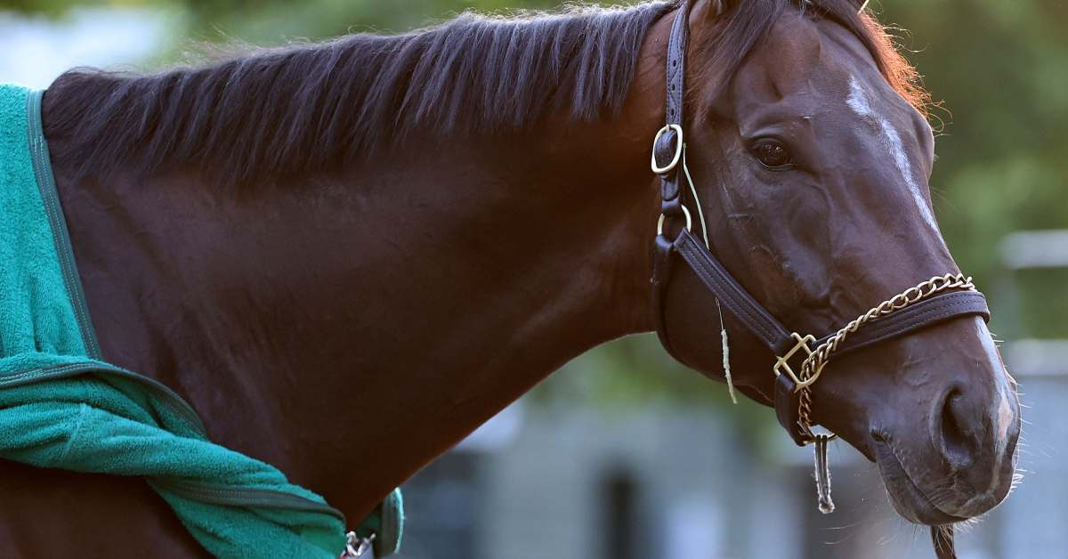 Sovereignty 'Couldn't Look Any Better' Ahead Of Travers - Paulick ...