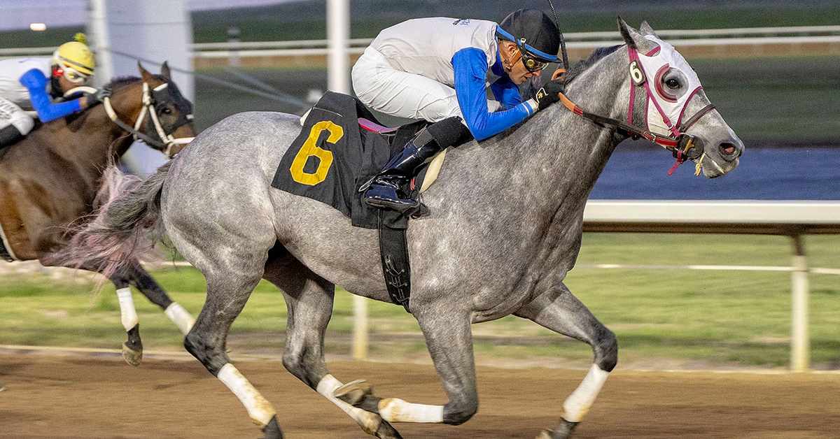 Former 'Saddle Horse' Wins Stakes Race At Century Mile - Paulick Report ...