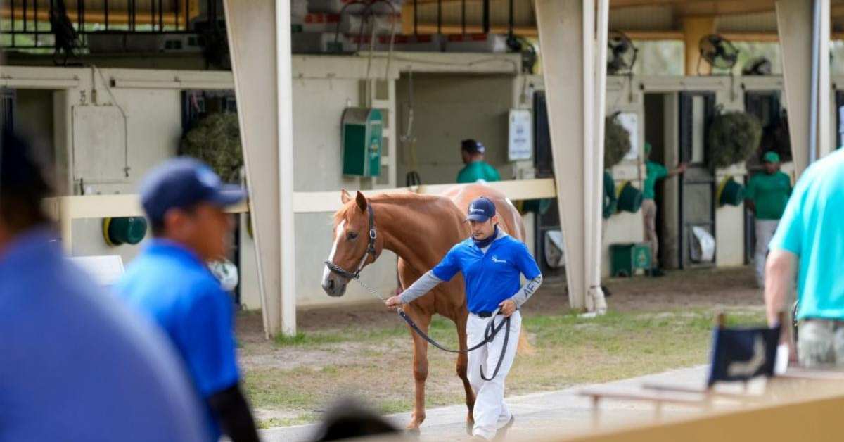 OBS June Sale Looks To Build Off Market Momentum - Paulick Report ...