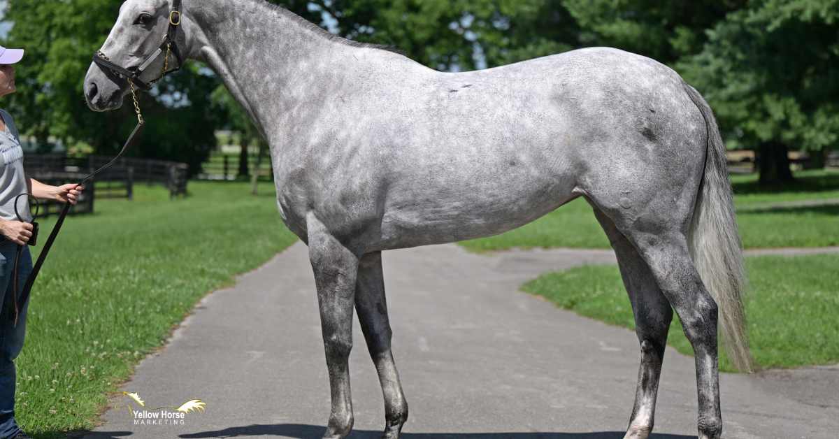 Inglis Digital USA's 2025 June Sale Catalog Now Online - Paulick Report ...