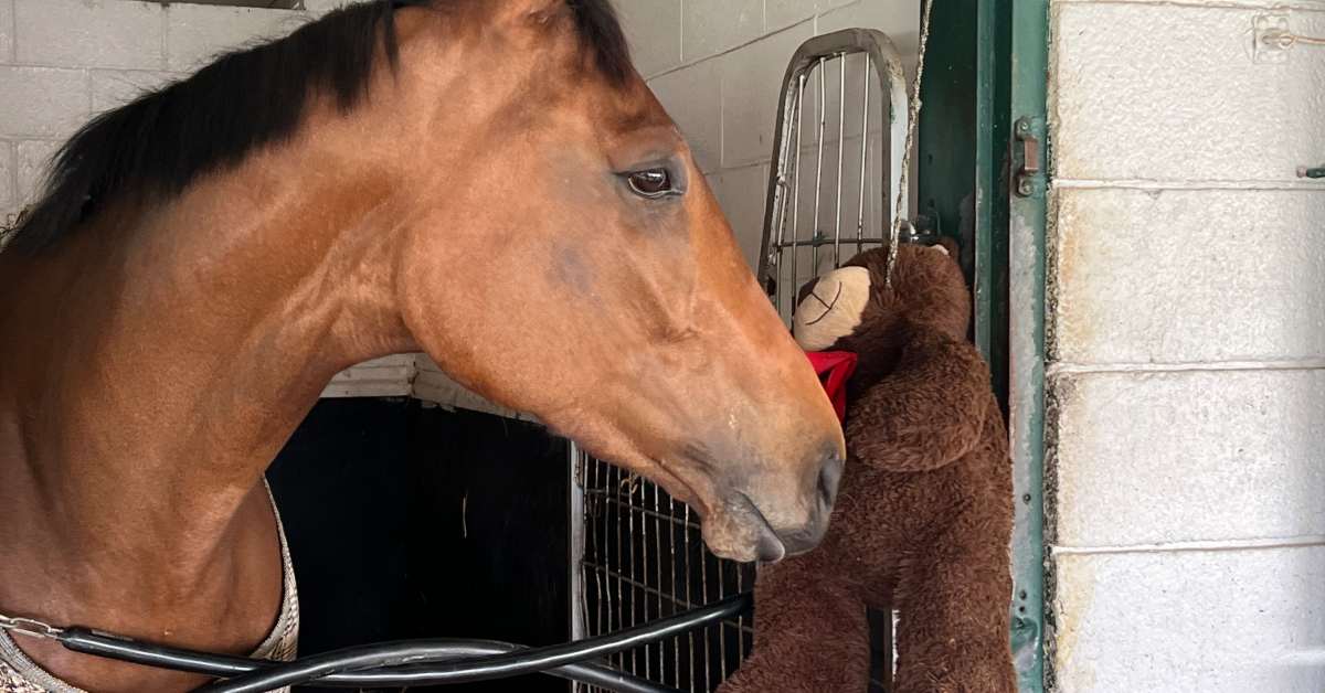 VIDEO: Why Does Trainer Roger Attfield Hang Teddy Bears Outside His ...