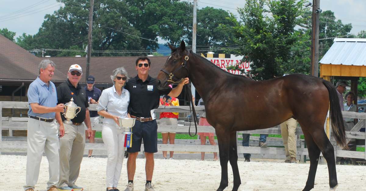 Merryman's Great Notion Colt Takes 91st Annual Maryland Yearling Show ...