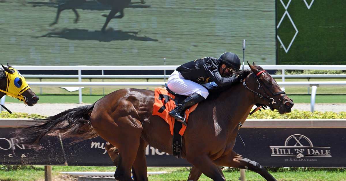 Nour Is First Starter And First Winner For Walmac’s Core Beliefs ...