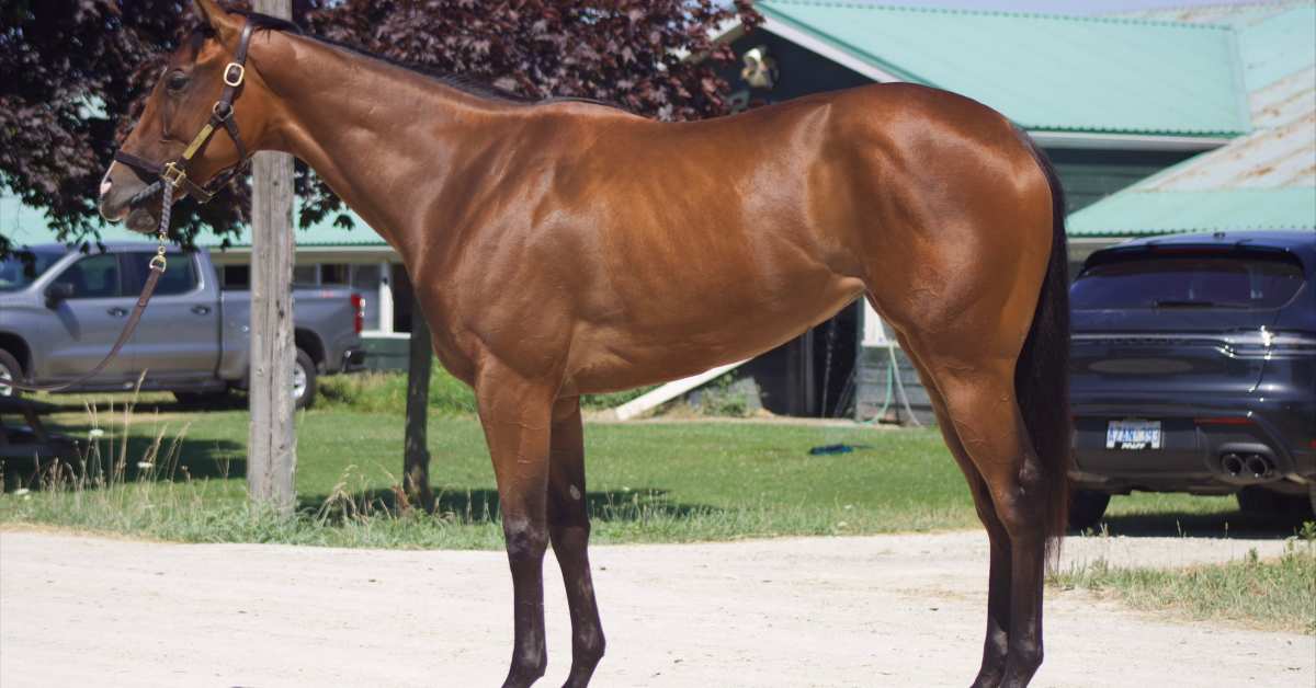 Stakes-Winning Juveniles Highlight Inglis Digital USA July Sale Catalog ...