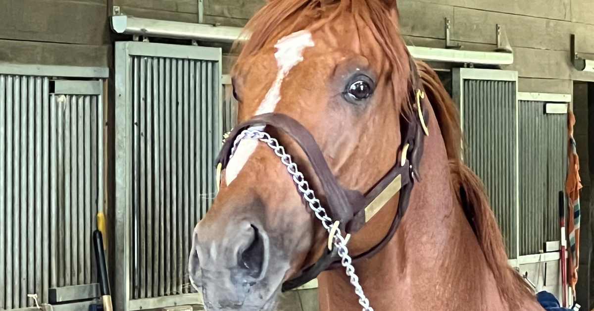 'He'll Find His Niche': Catching Up With Kentucky Derby Winner Rich ...