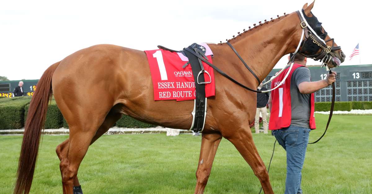 Red Route One To Enter Stud in Argentina In 2026 - Paulick Report ...