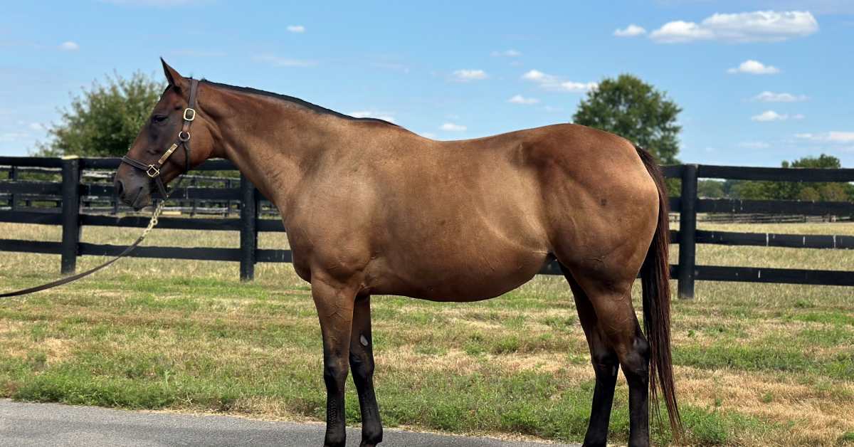 Jill’s A Hot Mess Commands Highest Price From Inglis Digital USA September Sale - Paulick Report ...