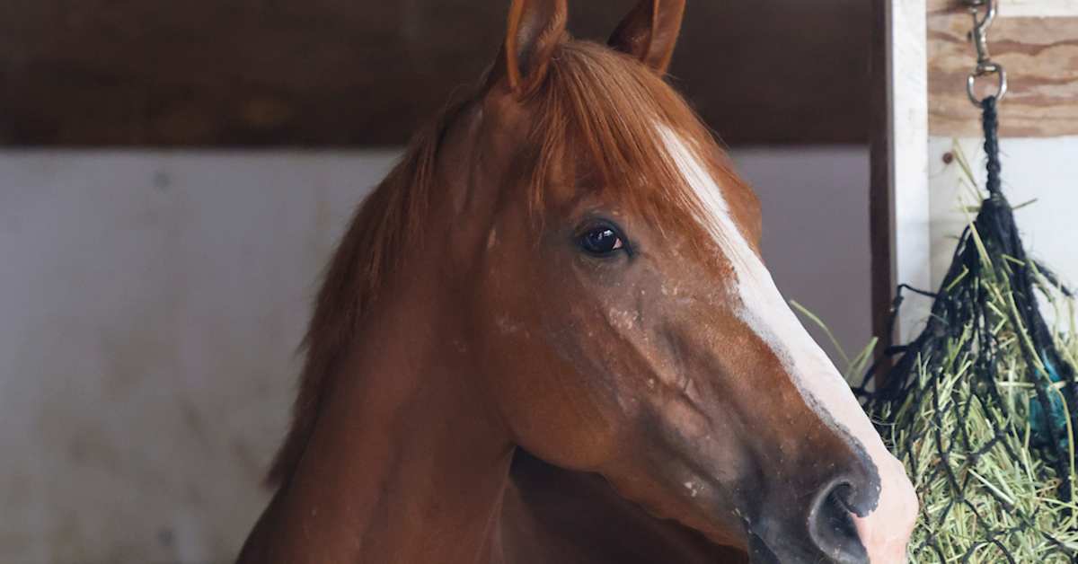 Local Connections 'Expecting A Good Race' From Cotillion Longshot ...