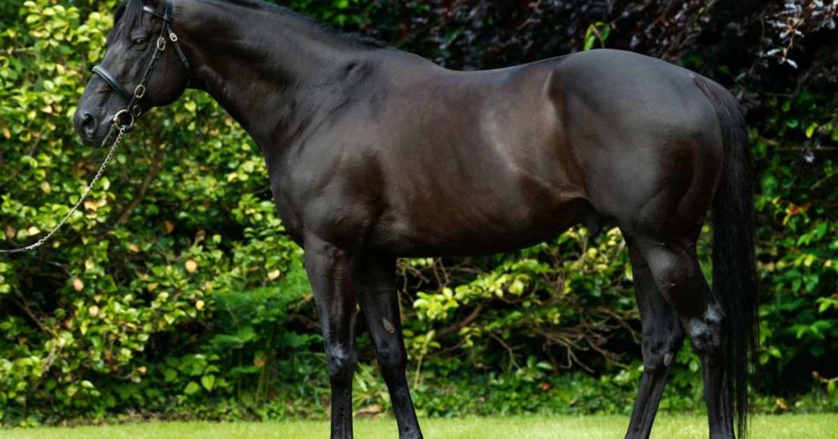 Bloodlines Presented By Walmac Farm: Wootton Bassett And A Modest ...