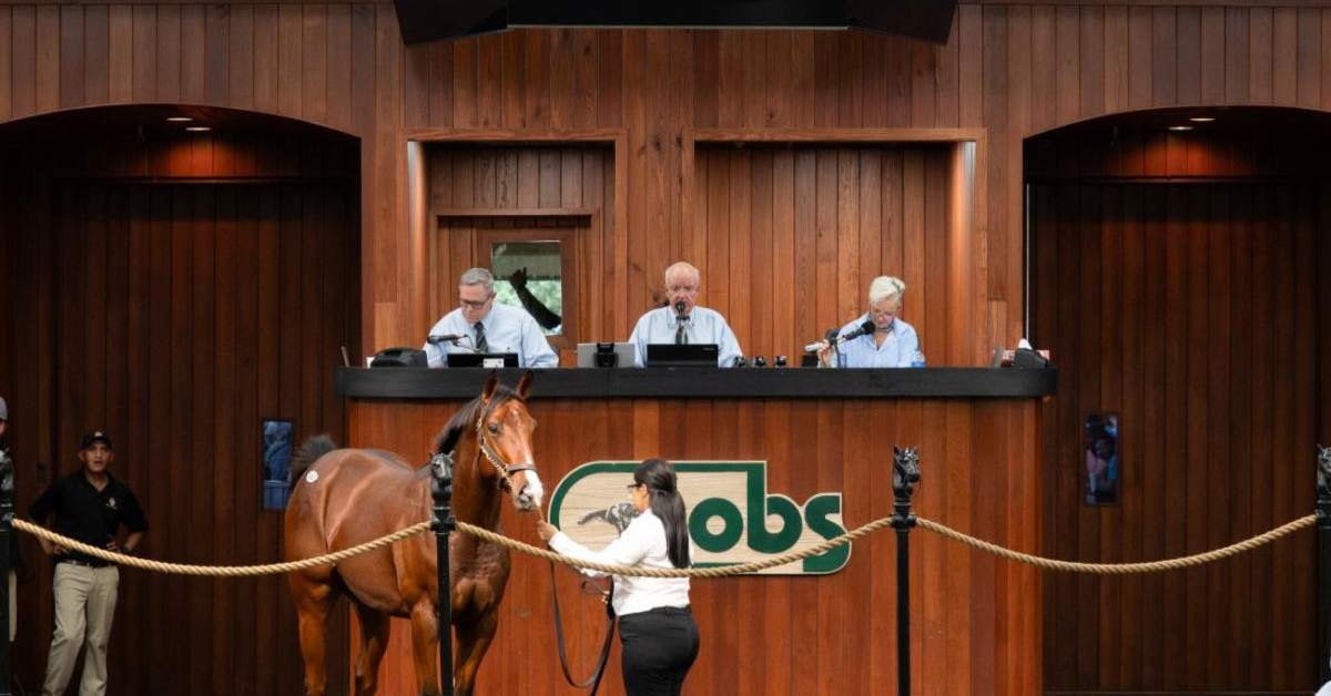 Jackie's Warrior Colt Highlights Final Session Of OBS October Yearling Sale - Paulick Report ...