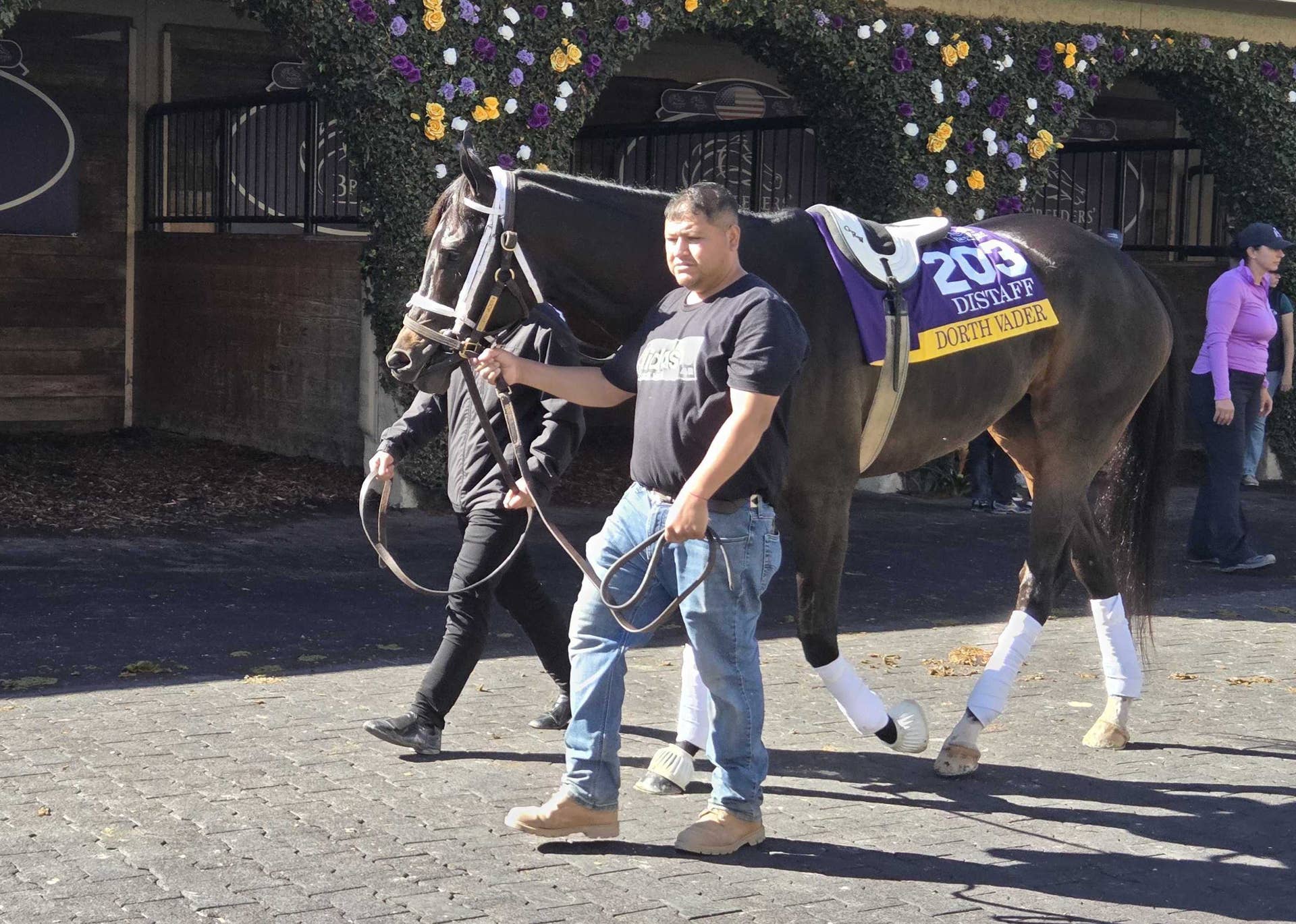 Stars Aligned To Bring Dorth Vader To Breeders’ Cup Distaff - Paulick ...