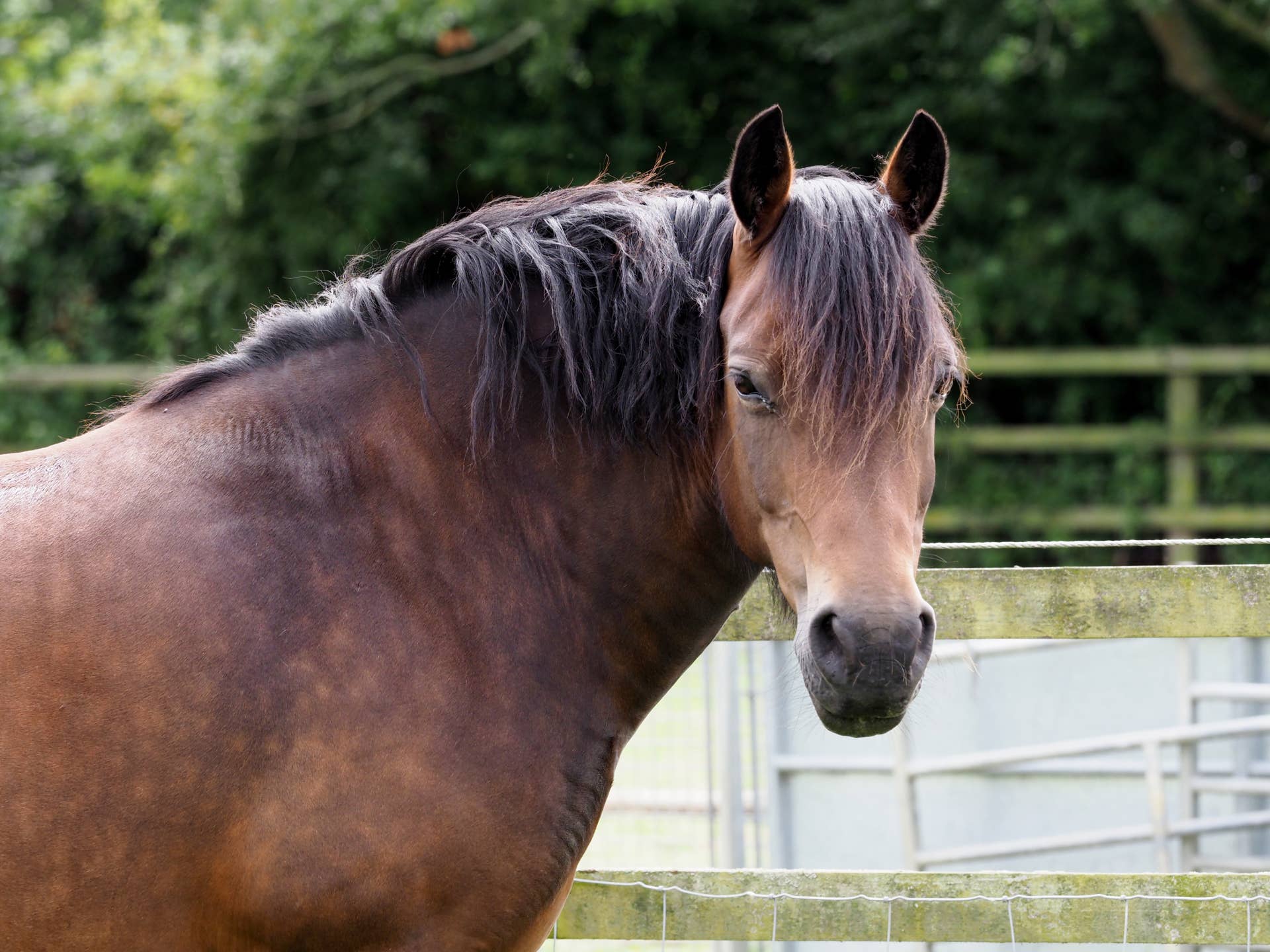 Hemoperfusion Device Might Help Horses Fight Sepsis - Paulick Report ...