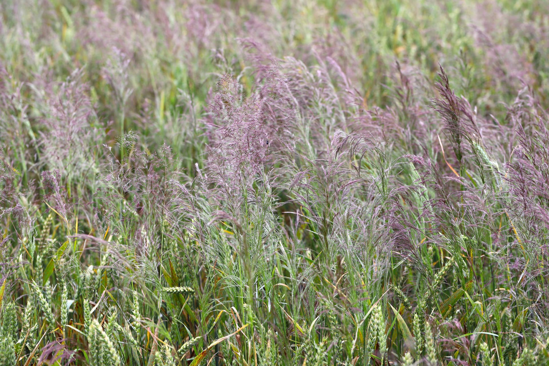 Researchers Find Windgrass In Hay Can Cause Mouth Ulcers In Horses ...