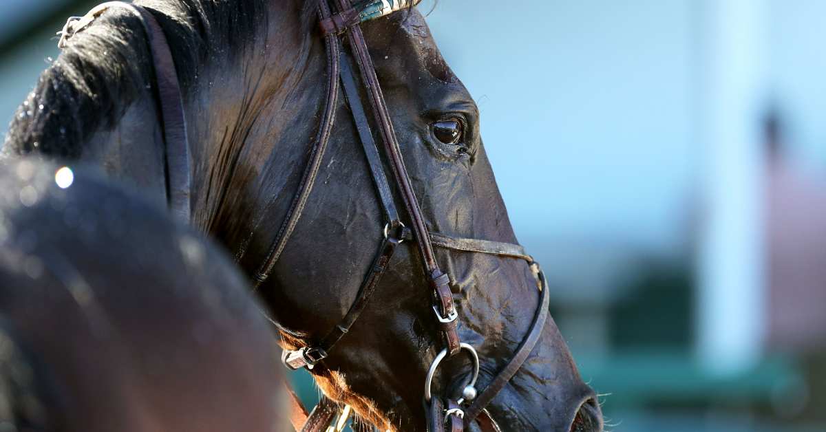 Bloodlines Presented By Walmac Farm: Sovereignty Has A Rich History In ...